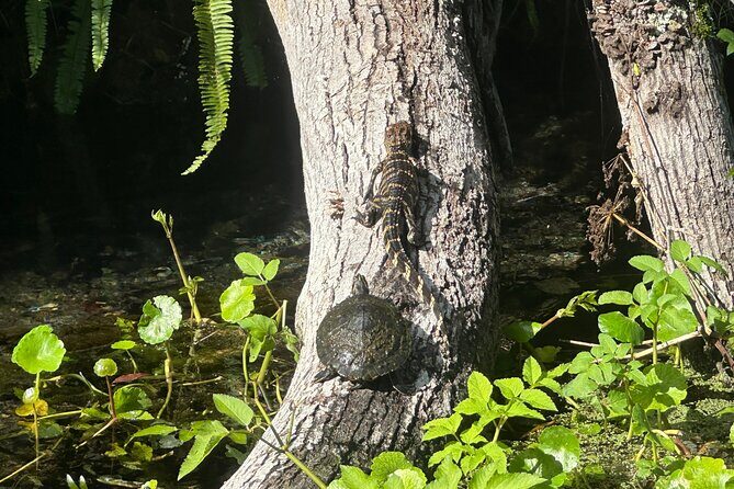 Gator Viewing Clear Kayak Springs Tour - Why this Tour Is Worth the Price