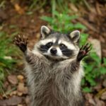 Gdansk: Oliwa Zoo with Tickets and Roundtrip Transportation - Why Oliwa Zoo Is a Must-Visit in Gdansk