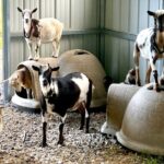 Gem Mining and Goat Farm Walking Tour in Hendersonville - Why This Tour Stands Out