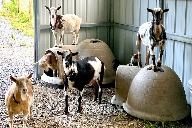 Gem Mining and Goat Farm Walking Tour in Hendersonville - Why This Tour Stands Out