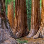 Giant Redwoods Tour Including a 5-Course Winery Lunch - The Value of the Tour
