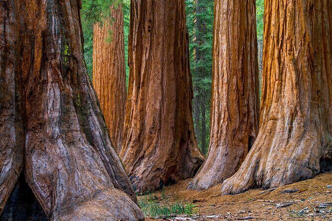 Giant Redwoods Tour Including a 5-Course Winery Lunch - The Value of the Tour