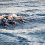 Gibraltar Dolphin Adventure - What to Expect from the Itinerary