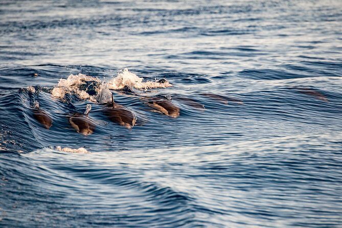 Gibraltar Dolphin Adventure - What to Expect from the Itinerary