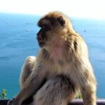 Gibraltar private tour from Marbella or Malaga - Who Should Consider This Tour?