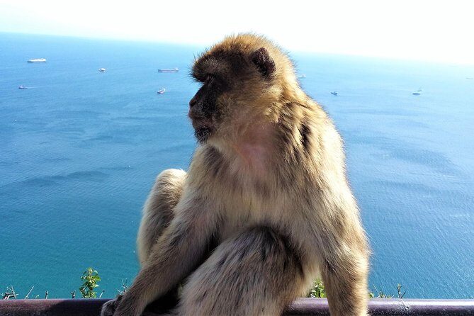 Gibraltar private tour from Marbella or Malaga - Who Should Consider This Tour?