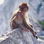 Gibraltar Rock Tour with WWII Tunnels - The Value Proposition and What You’ll Pay For