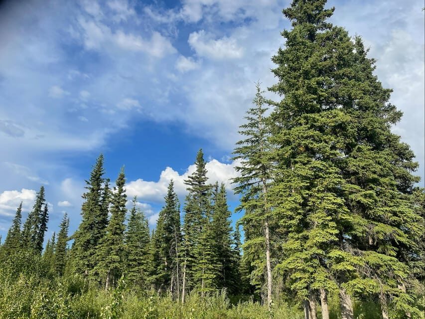 Glacial Lake, Waterfall and rainforest. Beauty of Turnagain! - The Practicalities: What’s Included and What’s Not