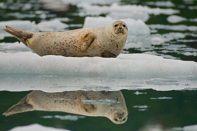 Glacier Quest Cruise and Coach Package - Authentic Traveler Feedback & Insights