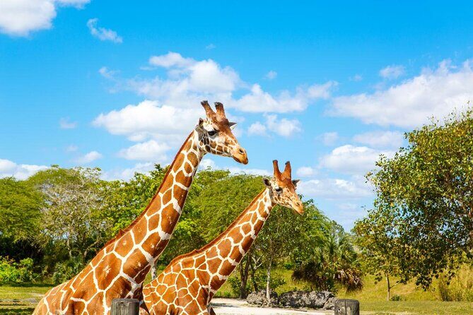 Go City: Miami Explorer Pass - Choose 2, 3, 4 or 5 Attractions - In-Depth Breakdown of the Top Attractions Included