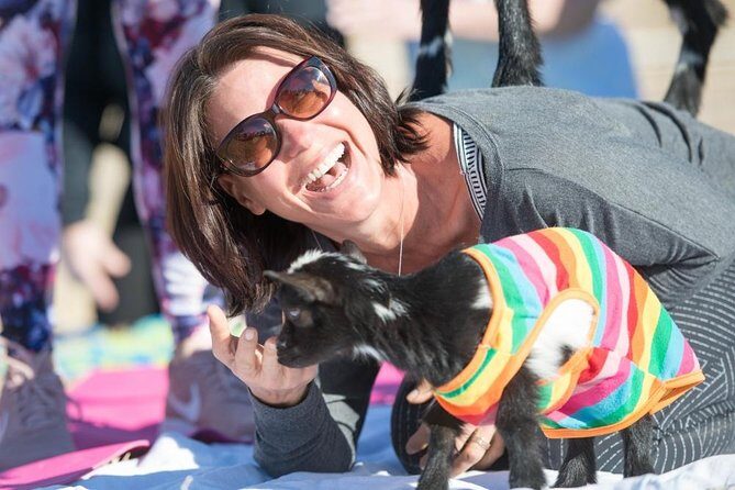 Goat and Alpaca Yoga in Arizona - The Itinerary in Detail
