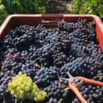 Gold Champagne Experience from Epernay (Private Full day tour) - Why This Tour Works