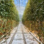 Golden circle, hot spring bakery, tomato farm private tour - Practical Aspects and Value