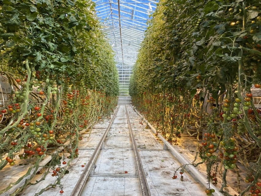 Golden circle, hot spring bakery, tomato farm private tour - Practical Aspects and Value