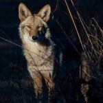 Golden Gate Park Twilight Wildlife Walking Tour - Who Should Consider This Tour?