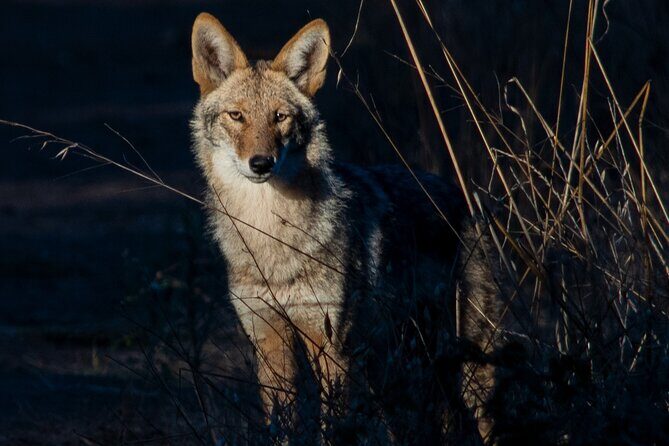Golden Gate Park Twilight Wildlife Walking Tour - Who Should Consider This Tour?