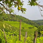 Gorika Brda: Wine Walk and Tasting - What Makes This Tour Stand Out?