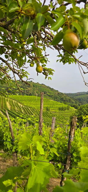Gorika Brda: Wine Walk and Tasting - What Makes This Tour Stand Out?