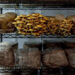 Gourmet Mushroom Farm Tour in Tennessee - Is It Worth the Price?