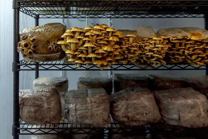 Gourmet Mushroom Farm Tour in Tennessee - Is It Worth the Price?