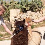 Gozo Alpaca Walks : with feeding and farm visit - The Itinerary Breakdown