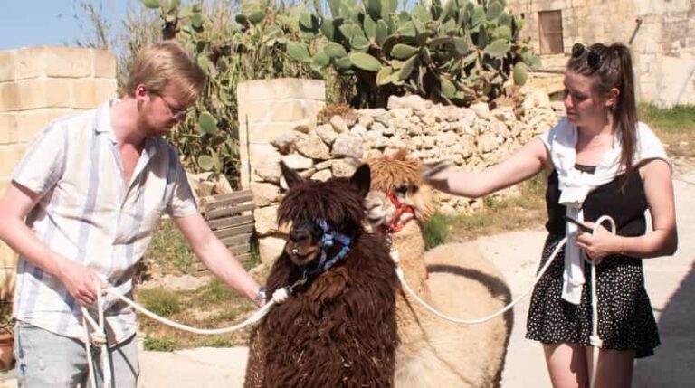 Gozo Alpaca Walks : with feeding and farm visit - The Itinerary Breakdown