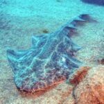 Gran Canaria 3 days / 6 dives in Various Locations - The Sum Up: Why This Tour Might Be Your Best Bet