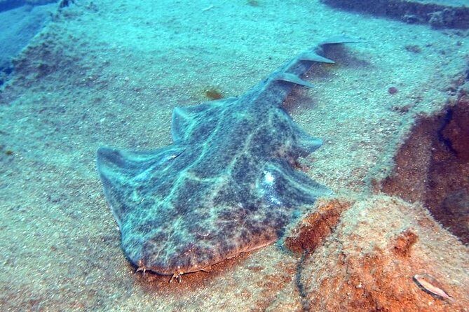 Gran Canaria 3 days / 6 dives in Various Locations - The Sum Up: Why This Tour Might Be Your Best Bet