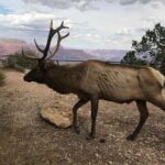 Grand Canyon Signature Hummer Tour with Optional Sunset Views - Detailed Itinerary Breakdown