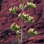 Grand Canyon South Rim Day Trip from Flagstaff - In-Depth Look at the Itinerary