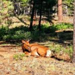 Grand Canyon South Rim Sunset Tour with Dinner included - What Makes This Tour Stand Out?