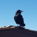 Grand Canyon Tour from Tusayan - The Itinerary in Detail