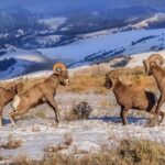 Grand Teton and National Elk Refuge Winter Wonderland Full Day Adventure - Pricing and Value Analysis