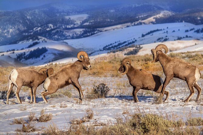 Grand Teton and National Elk Refuge Winter Wonderland Full Day Adventure - Pricing and Value Analysis