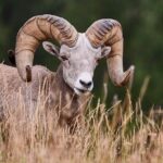 Grand Teton Half Day Tour - The Itinerary: What You’ll See and Do