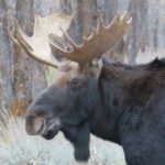 Grand Teton National Park - Full-Day Guided Tour from Jackson Hole - The Value in Context