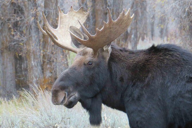 Grand Teton National Park - Full-Day Guided Tour from Jackson Hole - The Value in Context