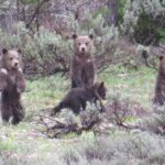 Grand Teton National Park - PRIVATE Sunrise Tour from Jackson Hole - Final Thoughts