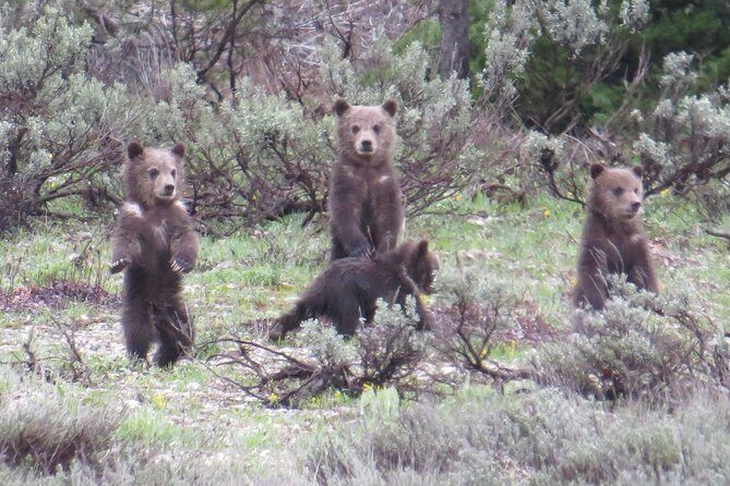 Grand Teton National Park - PRIVATE Sunrise Tour from Jackson Hole - Final Thoughts