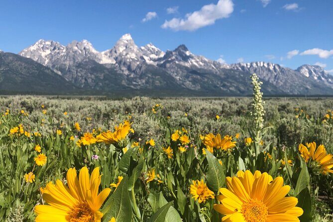 Grand Teton National Park Private Wildlife Safari - Dawn/Dusk - Why This Tour Outshines Many Alternatives