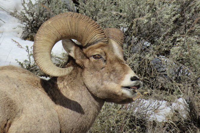 Grand Teton Park & Jackson Hole - PRIVATE Morning Wildlife Tour - Who Should Consider It?