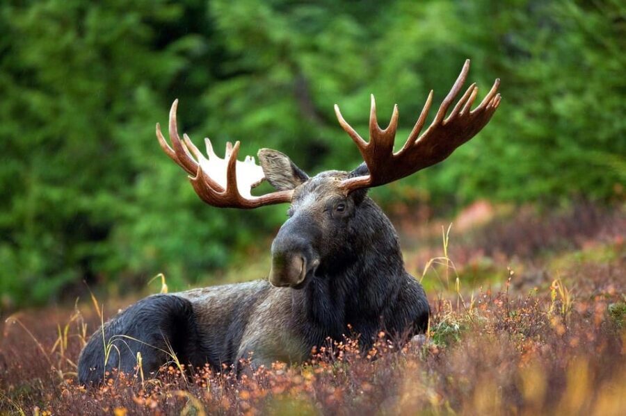 Grand Teton: Private Guided Tour (Sunset) - An In-Depth Look at the Experience