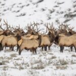 Grand Teton Private Winter Tour - The Itinerary: A Day in the Snowy Wilderness