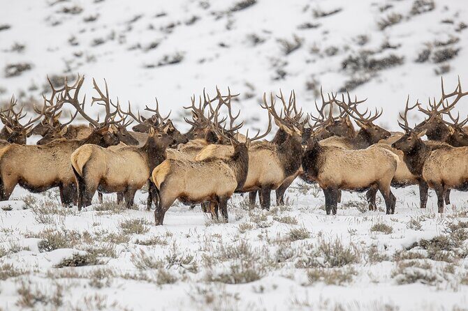 Grand Teton Private Winter Tour - The Itinerary: A Day in the Snowy Wilderness