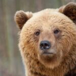 Grand Teton Wildlife Safari in a Enclosed or Open-Air Vehicle (season dependent) - Transport and Comfort