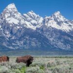 Grand Teton Wildlife Safari Tour - Why This Tour Offers Outstanding Value