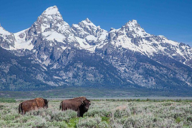 Grand Teton Wildlife Safari Tour - Why This Tour Offers Outstanding Value