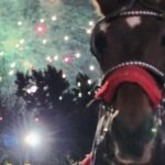 Grand Tour: Central Park, Rockefeller Center & Times Square - What Makes This Tour Stand Out?