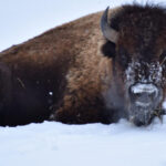 Great Plains Zoo - The Experience from Visitors