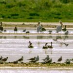 Great Salt Lake Guided Bus Tour from Salt Lake City - The Reviews: A Balanced Perspective